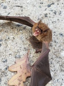 Bat Infestation – Wildlife Removal Specialist of Atlanta